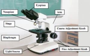 Compound Microscope - Types, Parts, Diagram, Functions and Uses ...