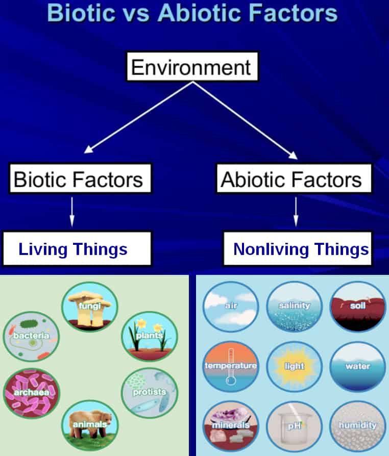 Abiotic Factors Definition