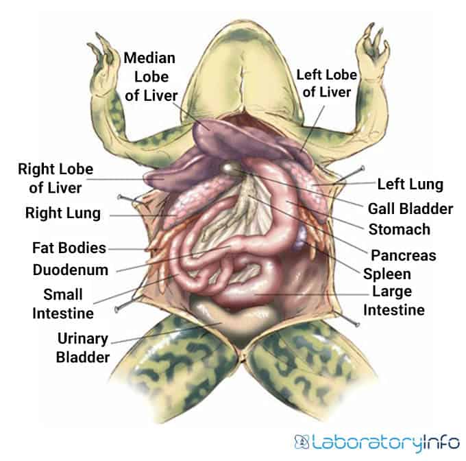 Digestive System Of Frog With Diagram Vertebrates 43 OFF Digestive System Of Frog With Diagram Vertebrates 43 OFF