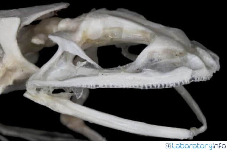 Notes on Digestive System of Frog (Labelled Diagrams) - Anatomy (Parts ...