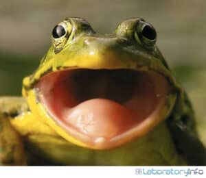 Notes on Digestive System of Frog (Labelled Diagrams) - Anatomy (Parts ...