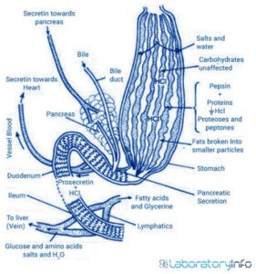 Notes on Digestive System of Frog (Labelled Diagrams) - Anatomy (Parts ...