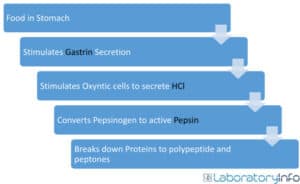 Notes on Digestive System of Frog (Labelled Diagrams) - Anatomy (Parts ...